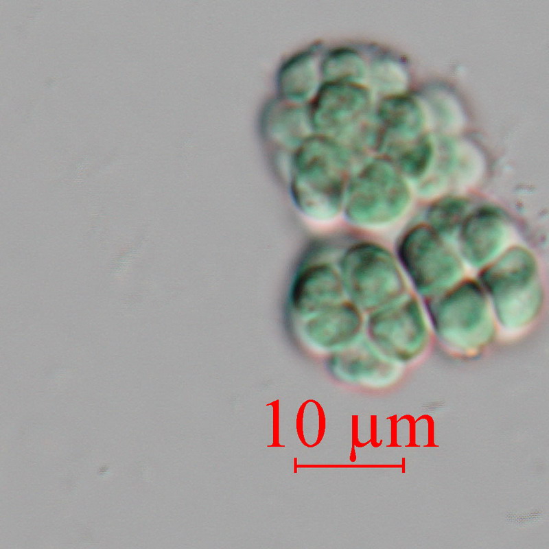 色球藻_蓝藻门_藻种库 藻类图谱 藻种图谱 藻种培养